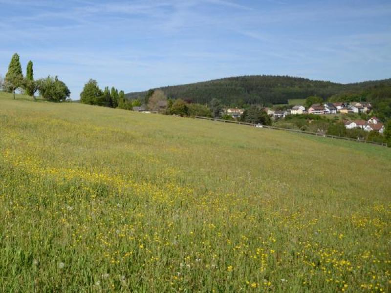 Fuchswanderung durch die Wälder rund um Fellen | Spessart erleben